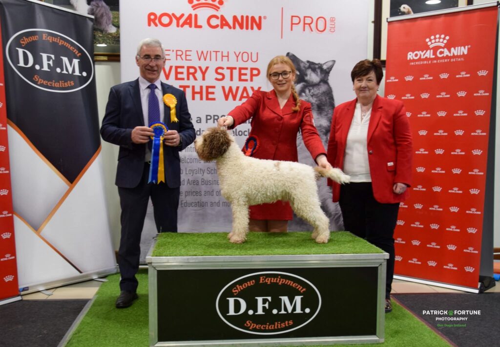 Cloghran All Breed Championship 2025 – Blog | Valburg Lagotto Heaven Kennel